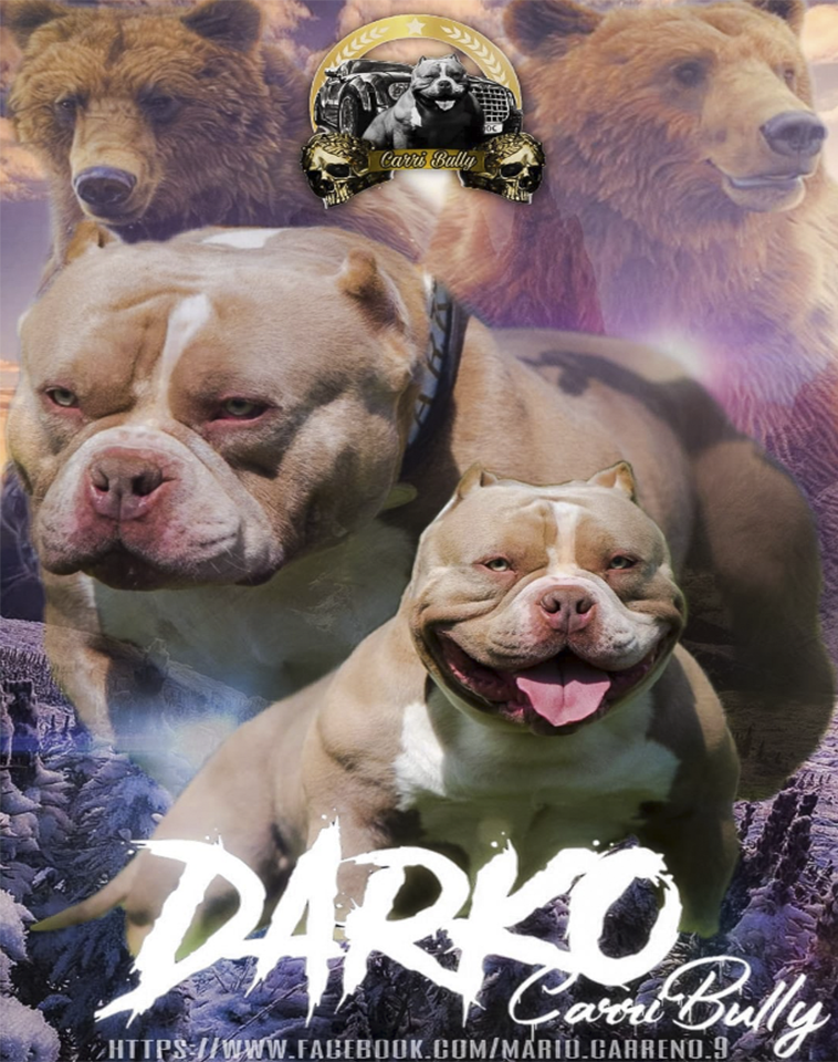 BANNERPEDIA.COM | TODO SOBRE AMERICAN BULLY